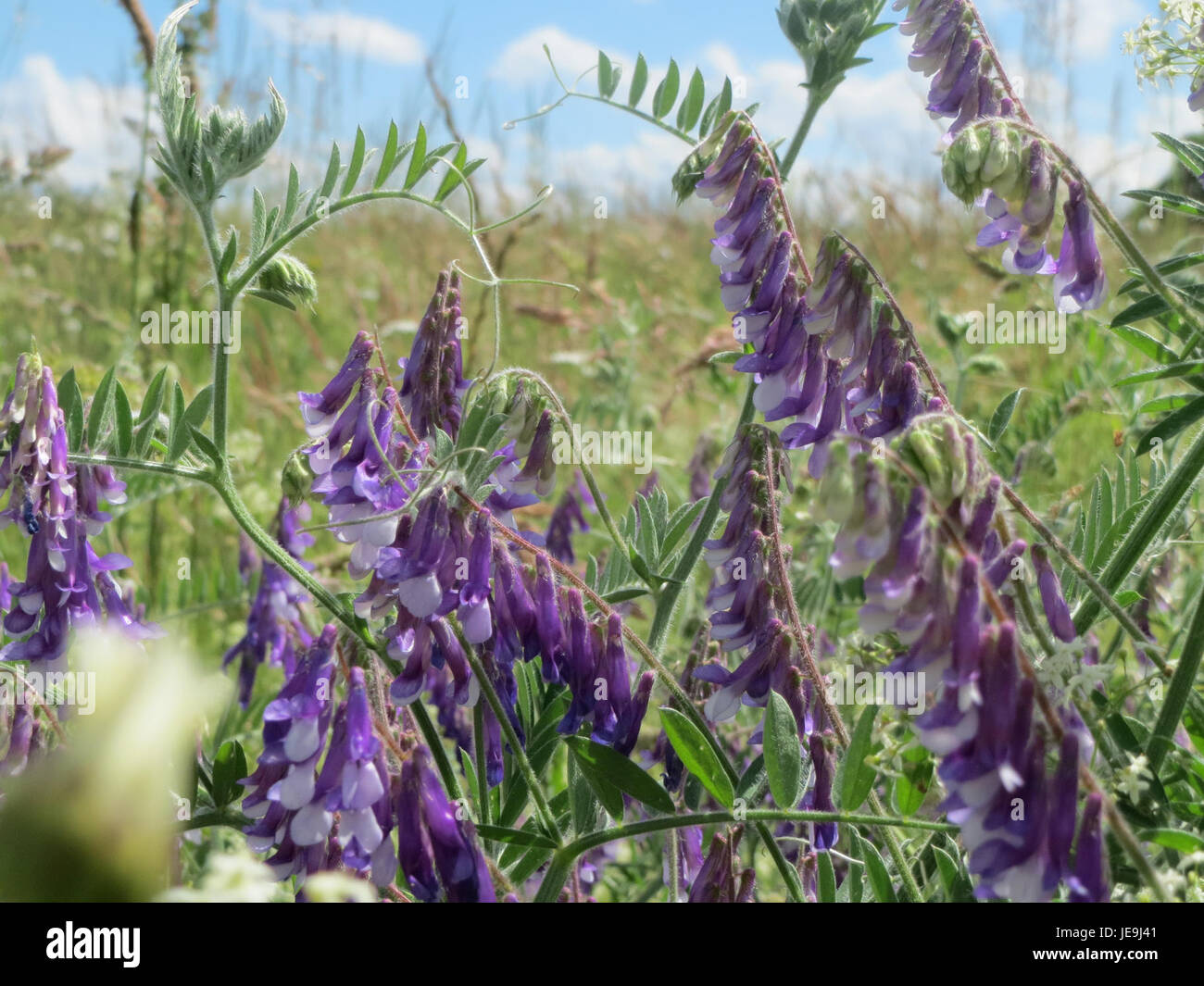 Sprawling grasslands hi-res stock photography and images - Alamy