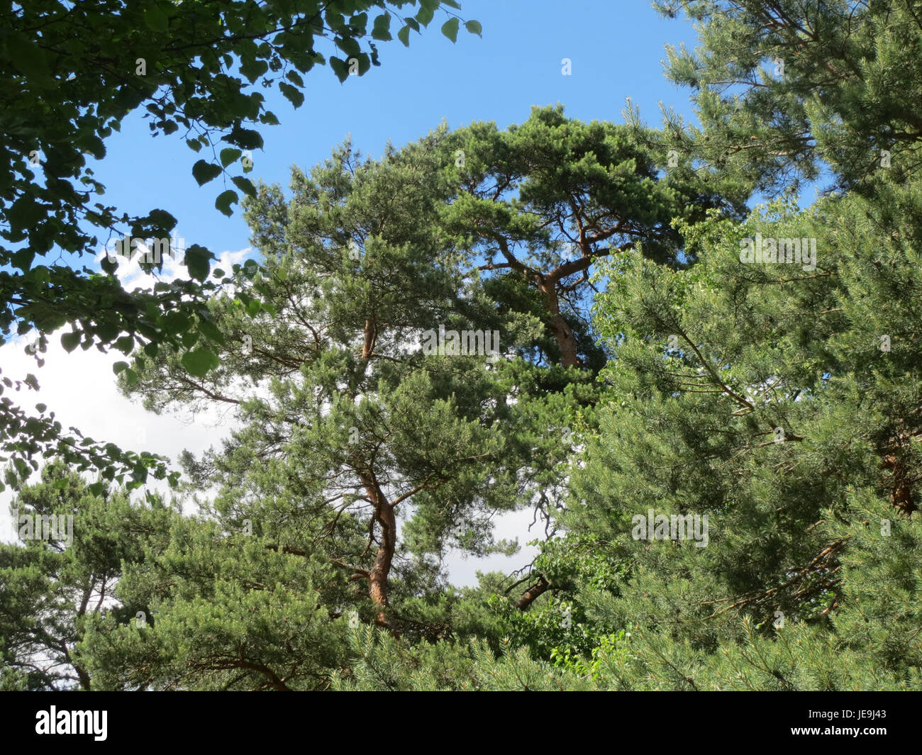On May 23, 2014, Pinus sylvestris, also known as Scots pine, was ...