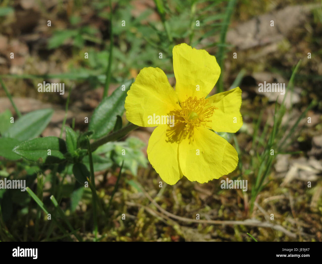 This image shows Helianthemum nummularium, commonly known as common ...