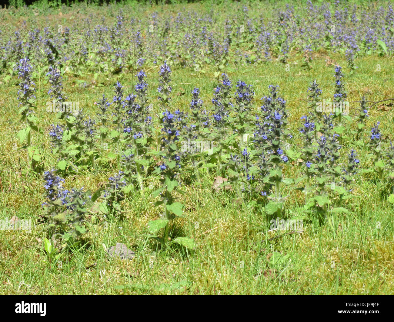 Ajuga reptans, commonly known as bugleweed, is a low-growing perennial ...