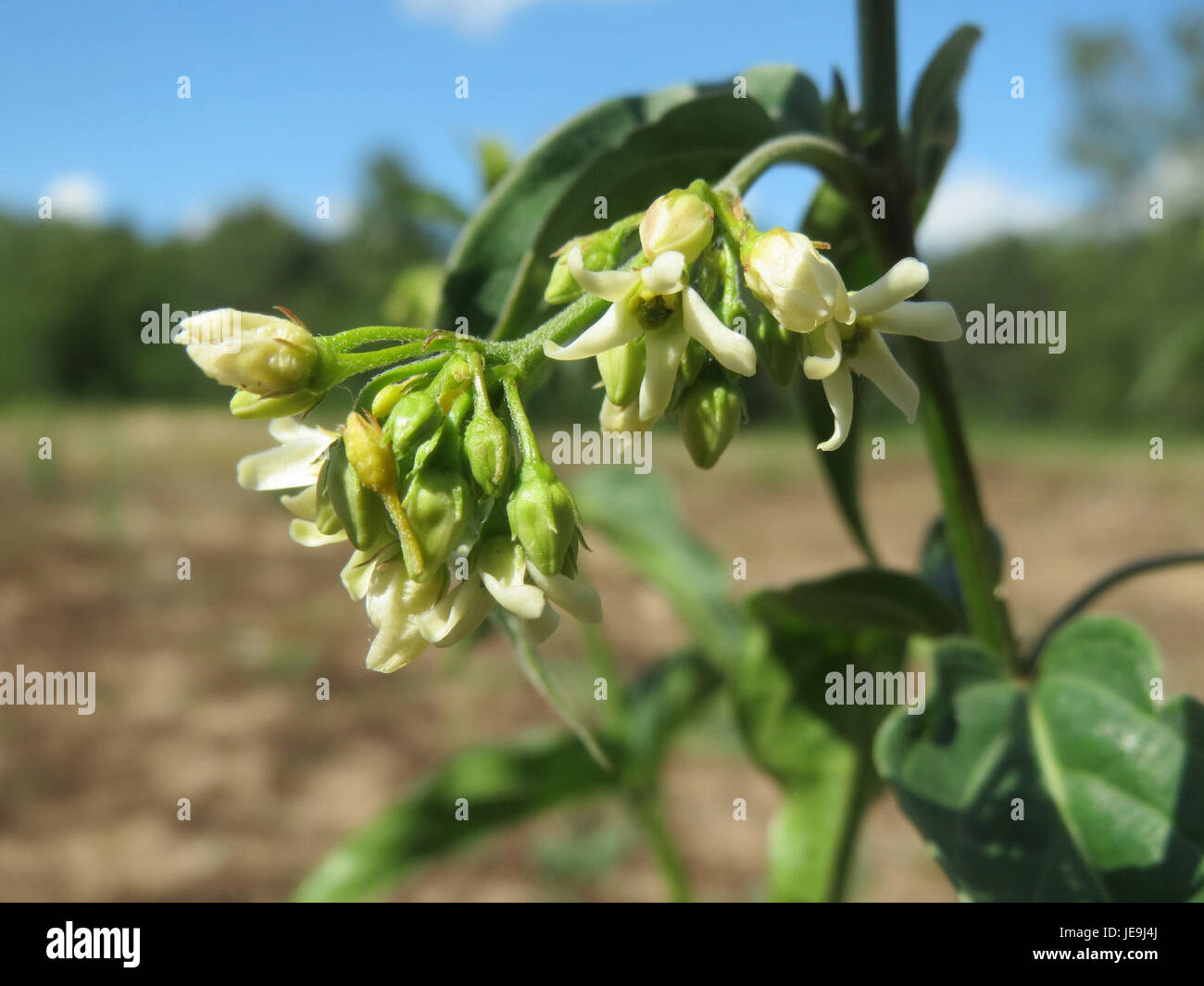 Vincetoxicum hirundinaria swallow wort plant hi-res stock photography ...
