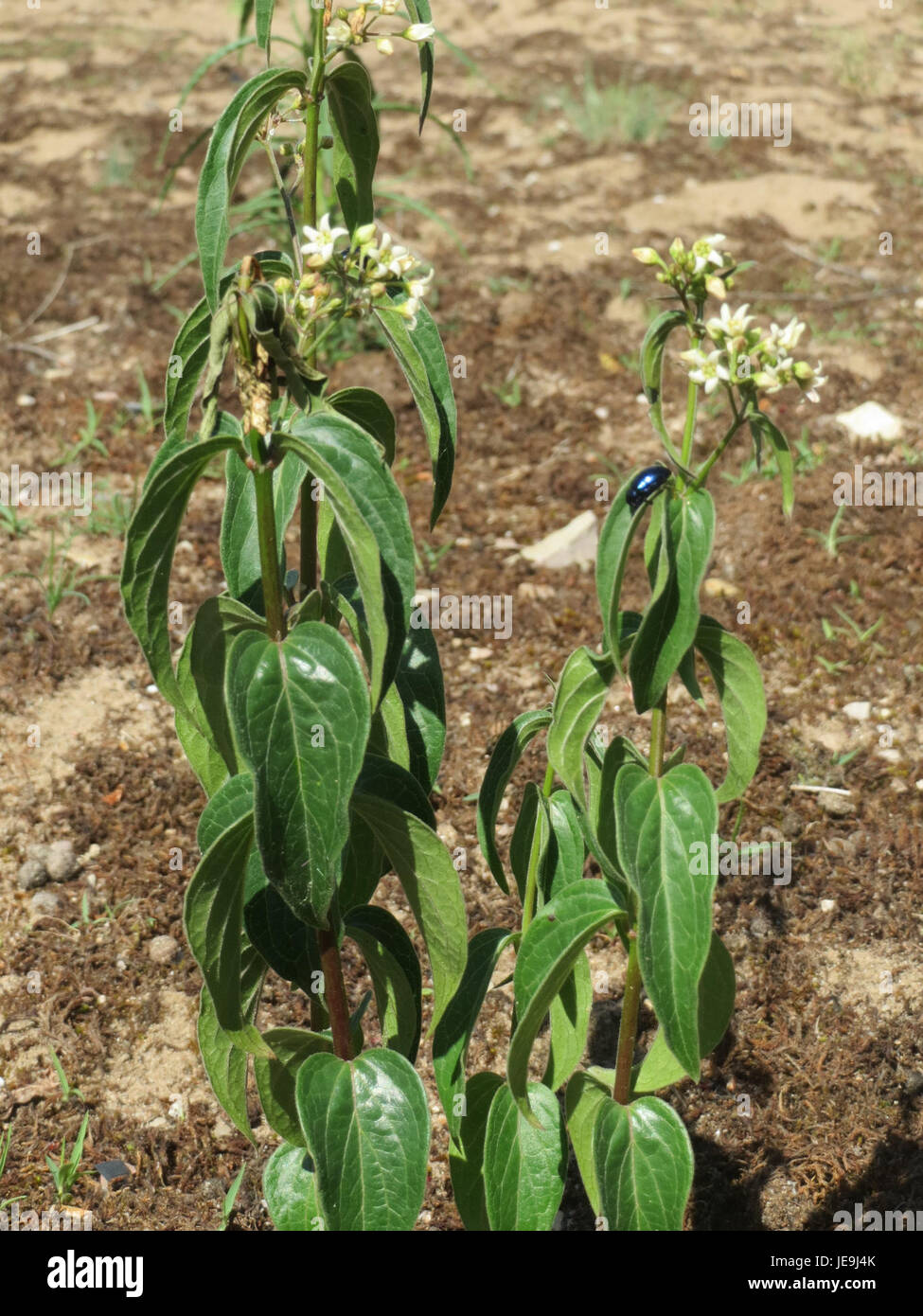 Photograph of Vincetoxicum hirundinaria, commonly known as swallowwort ...
