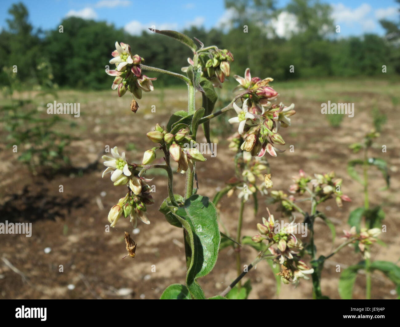 The image shows Vincetoxicum hirundinaria, also known as swallowwort, a ...