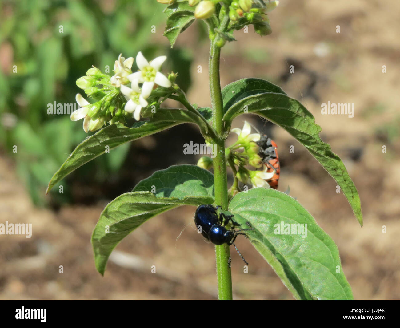Vincetoxicum hirundinaria swallow wort plant hi-res stock photography ...