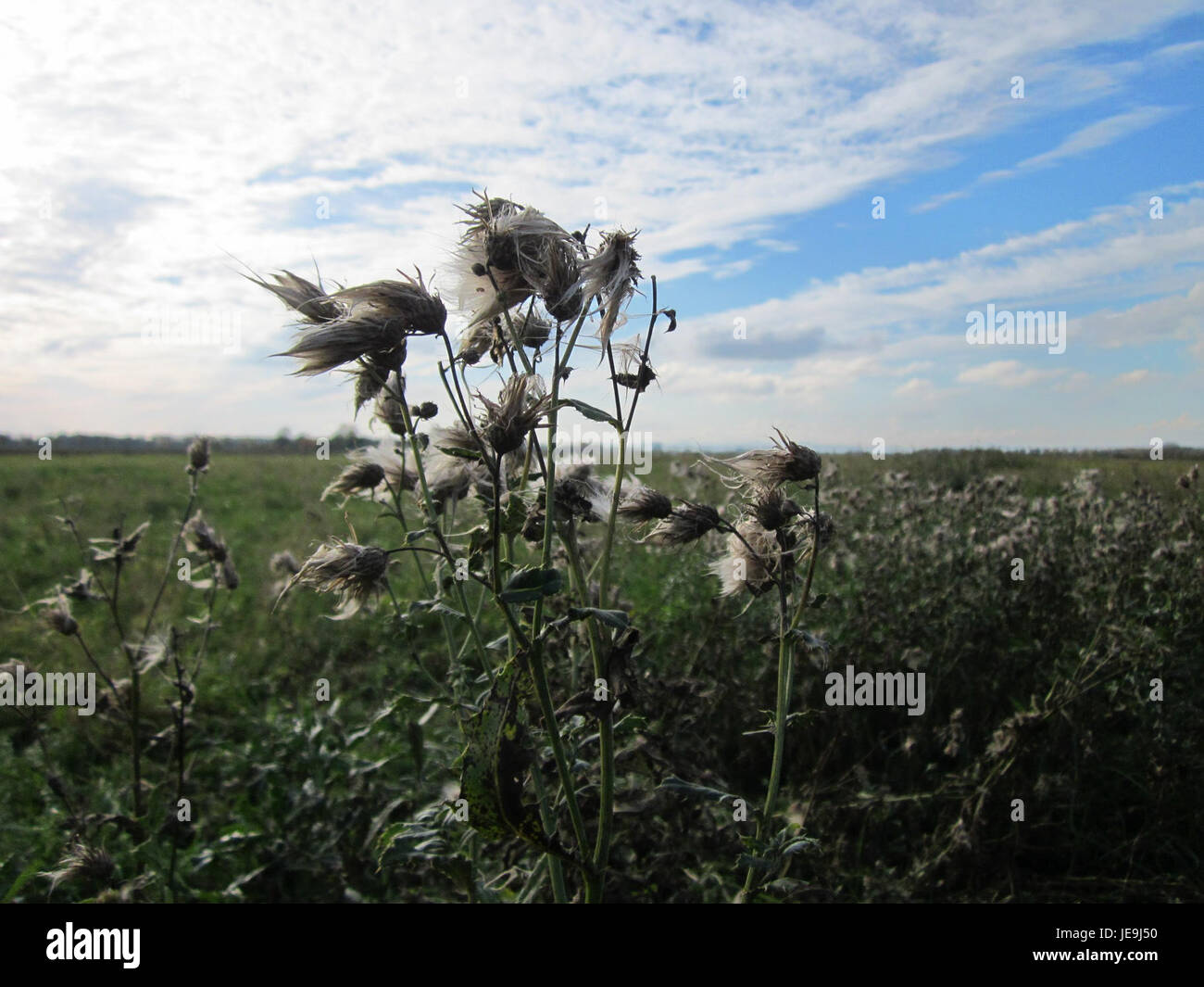 The Hockenheimer Rheinbogen is a natural area near Hockenheim, Germany ...