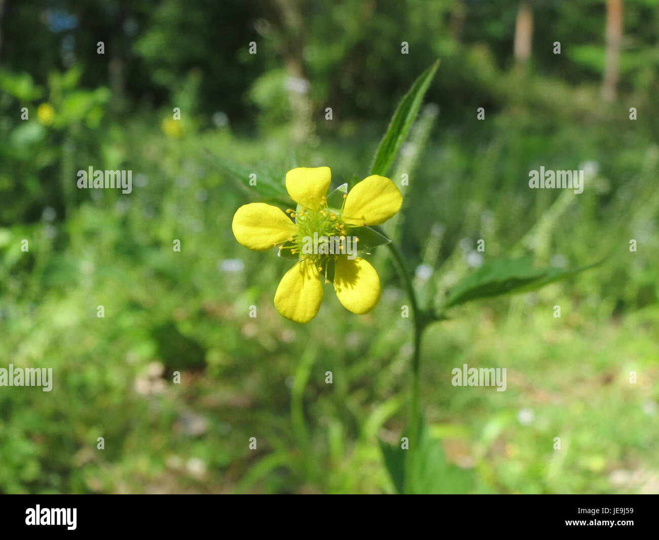 Geum urbanum, also known as the wood avens, is a perennial plant from ...