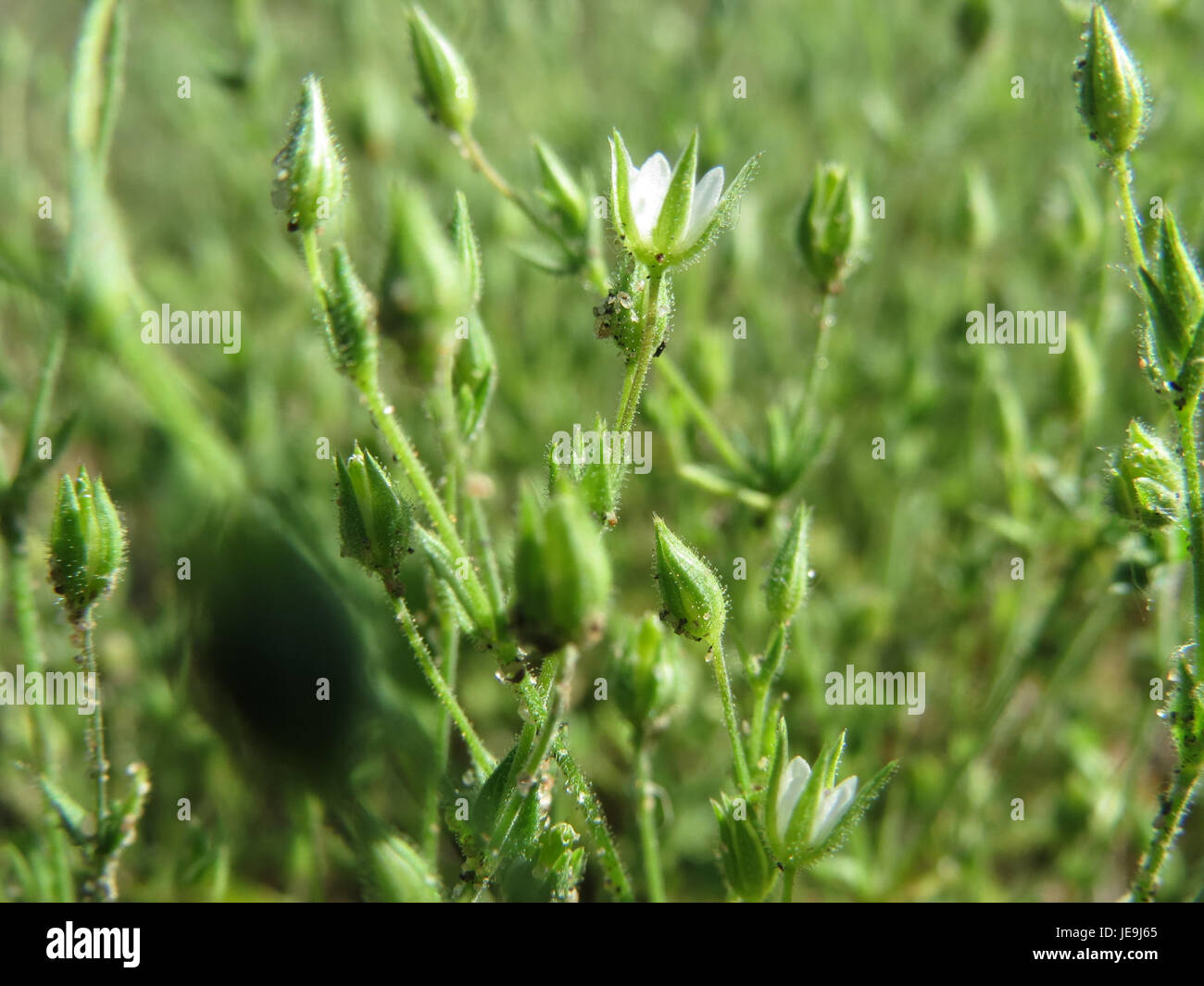 Chickweed in spring meadows hi-res stock photography and images - Alamy