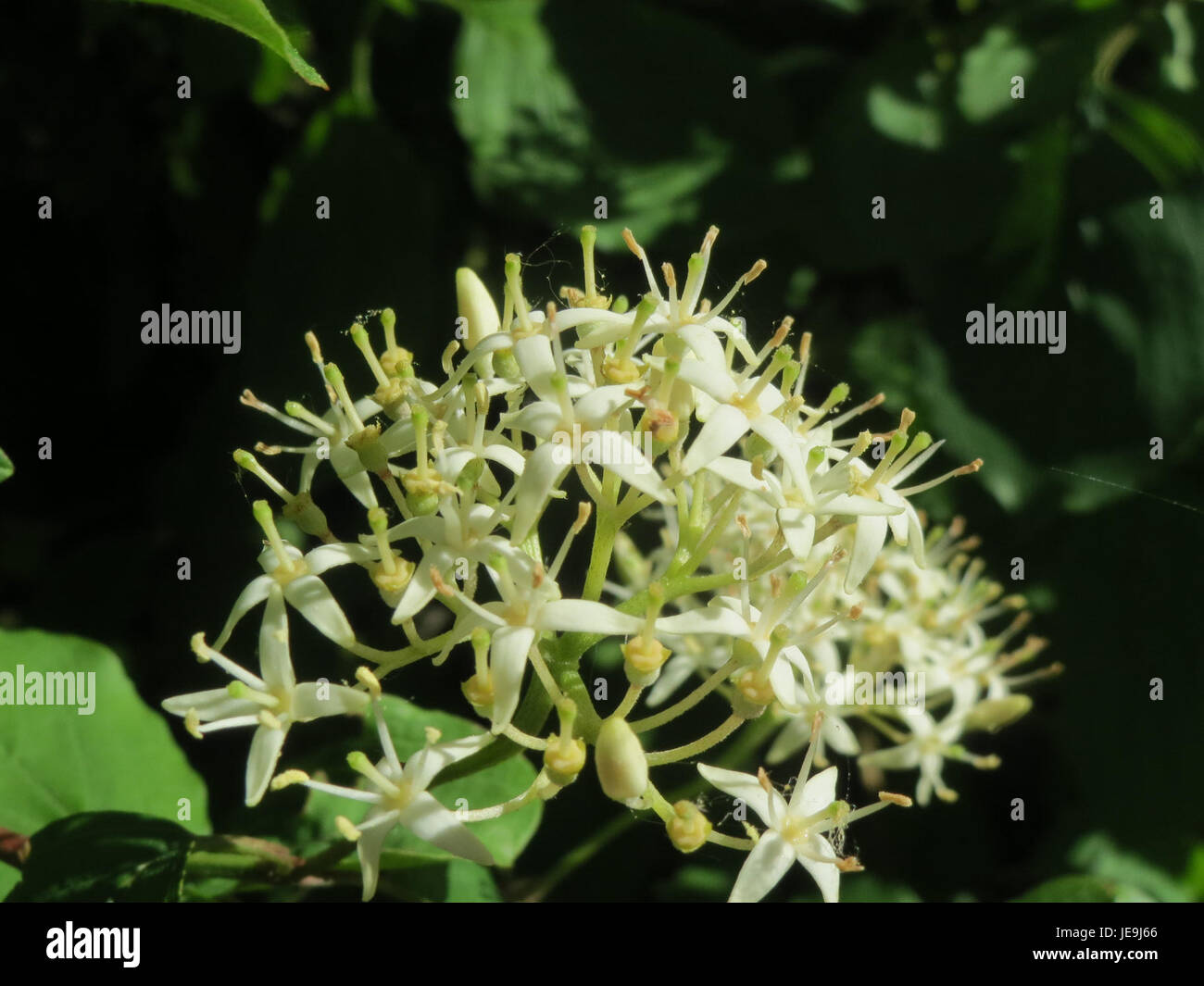 Cornus sanguinea, commonly known as the dogwood, is a deciduous shrub ...