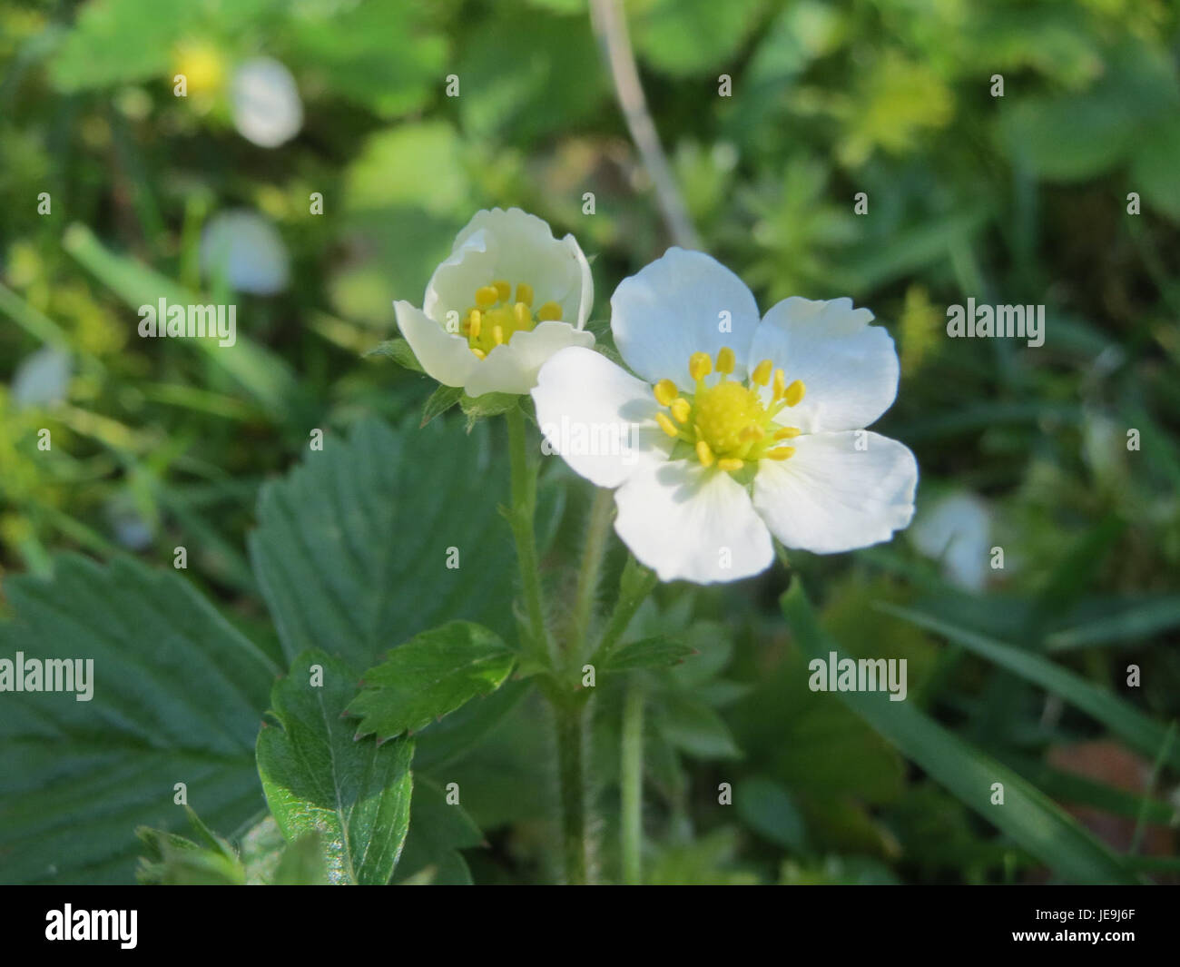 Fragaria vesca, commonly known as wild strawberry, is a species of ...