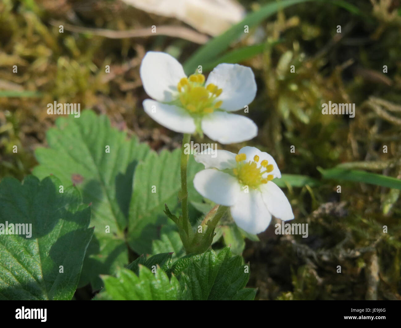 Commonly known as strawberries for their edible fruits hi-res stock ...