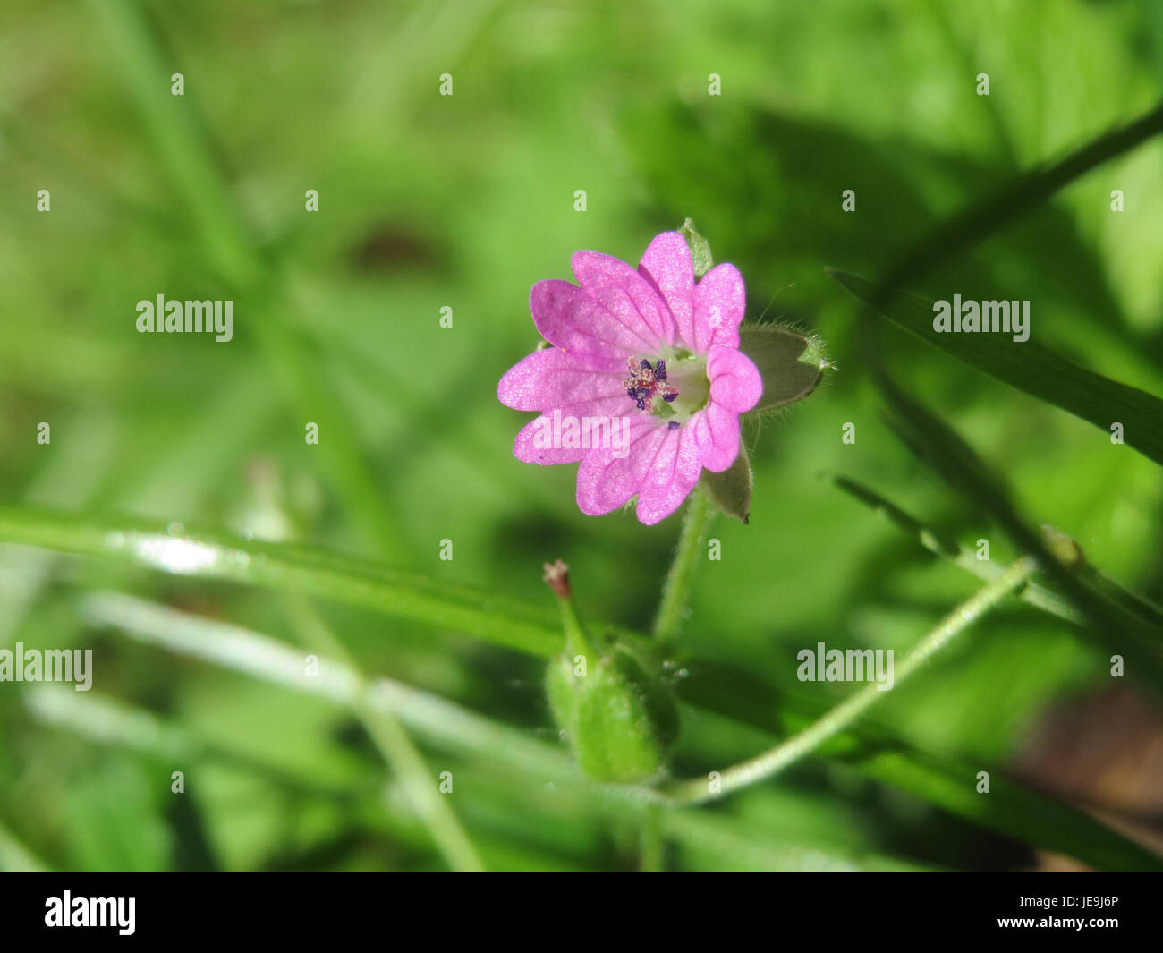Small perennial hi-res stock photography and images - Alamy