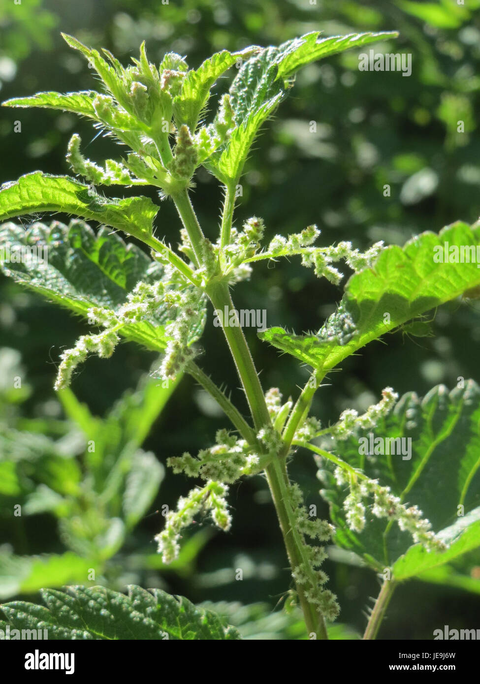 Urtica dioica, commonly known as stinging nettle, is a perennial plant ...