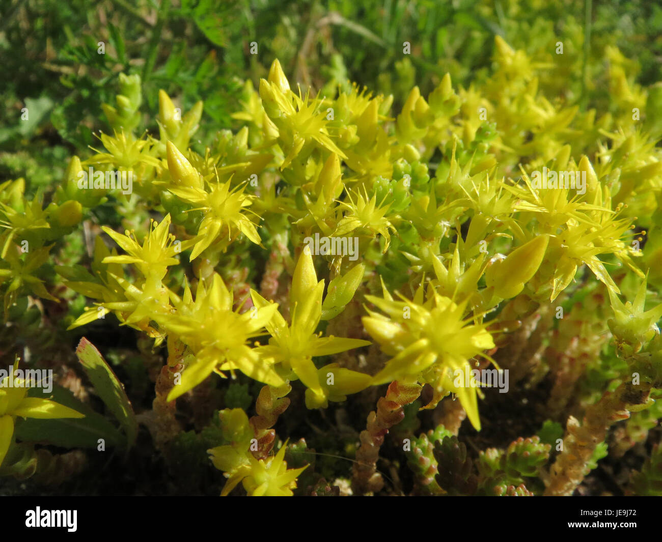 Sedum acre, commonly known as the goldmoss stonecrop, is a low-growing ...
