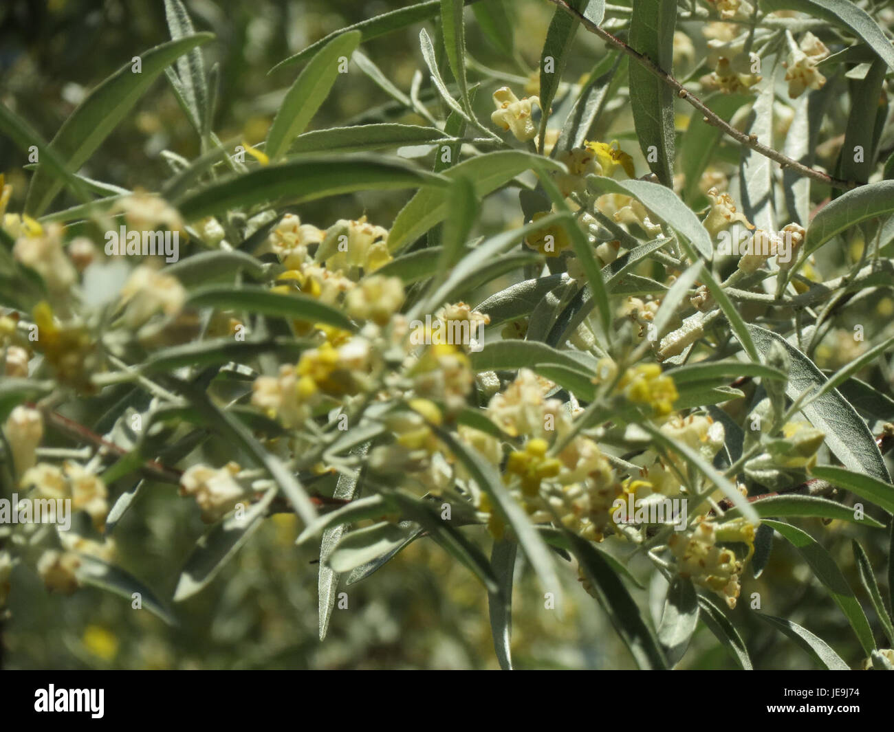 This image depicts Elaeagnus angustifolia, commonly known as the ...