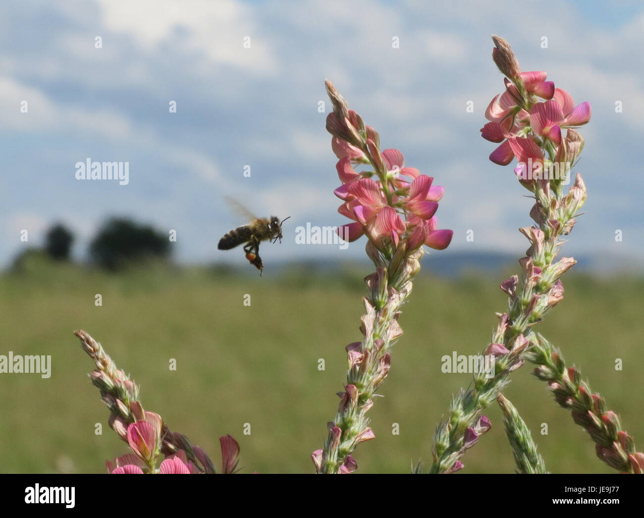 Onobrychis viciifolia, commonly known as sainfoin, is a leguminous ...