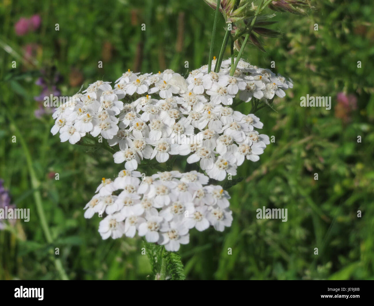 *Achillea millefolium*, commonly known as yarrow, is a flowering plant ...