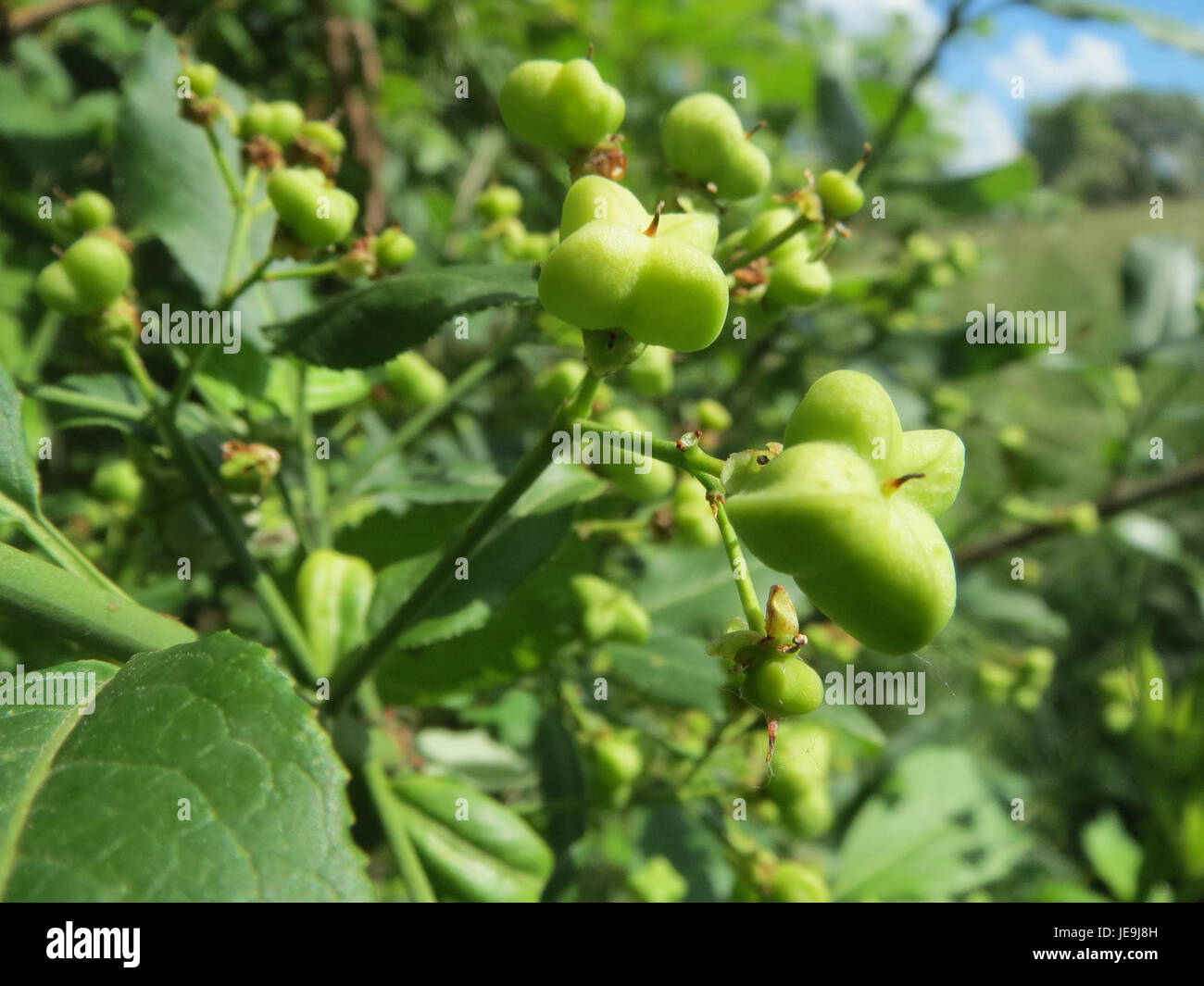 Euonymus europaeus, also known as the European spindle tree, is a ...