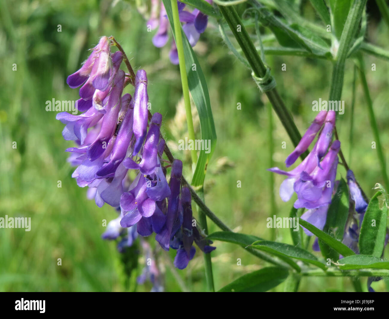 Vicia cracca, also known as tufted vetch, is a perennial herbaceous ...