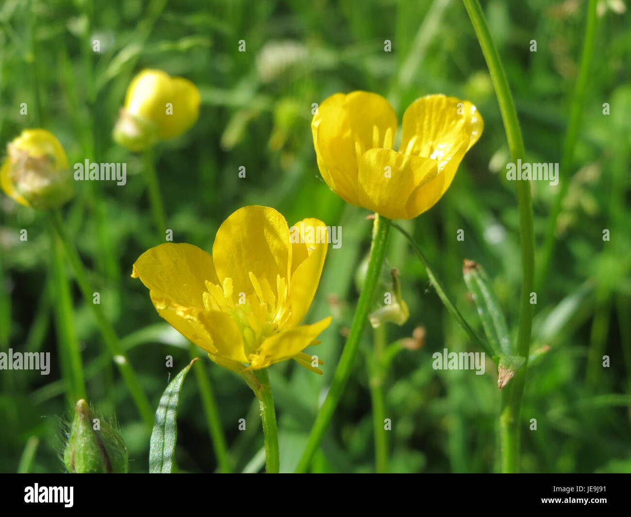 Ranunculus bulbosus commonly known hi-res stock photography and images ...