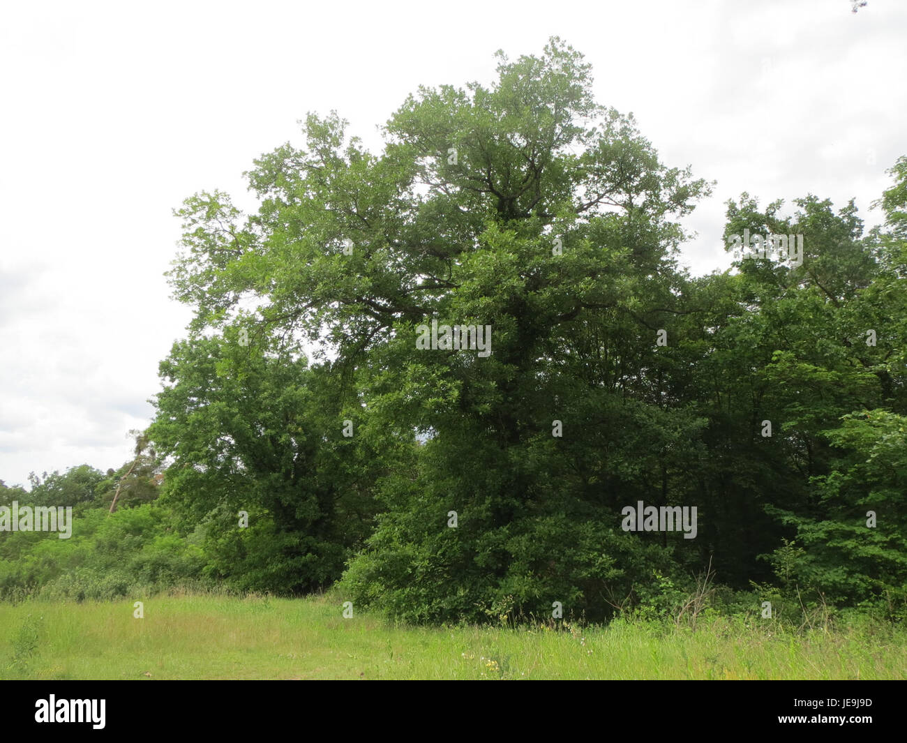 A photo from May 25, 2014, showing a mature oak tree (Quercus petraea ...