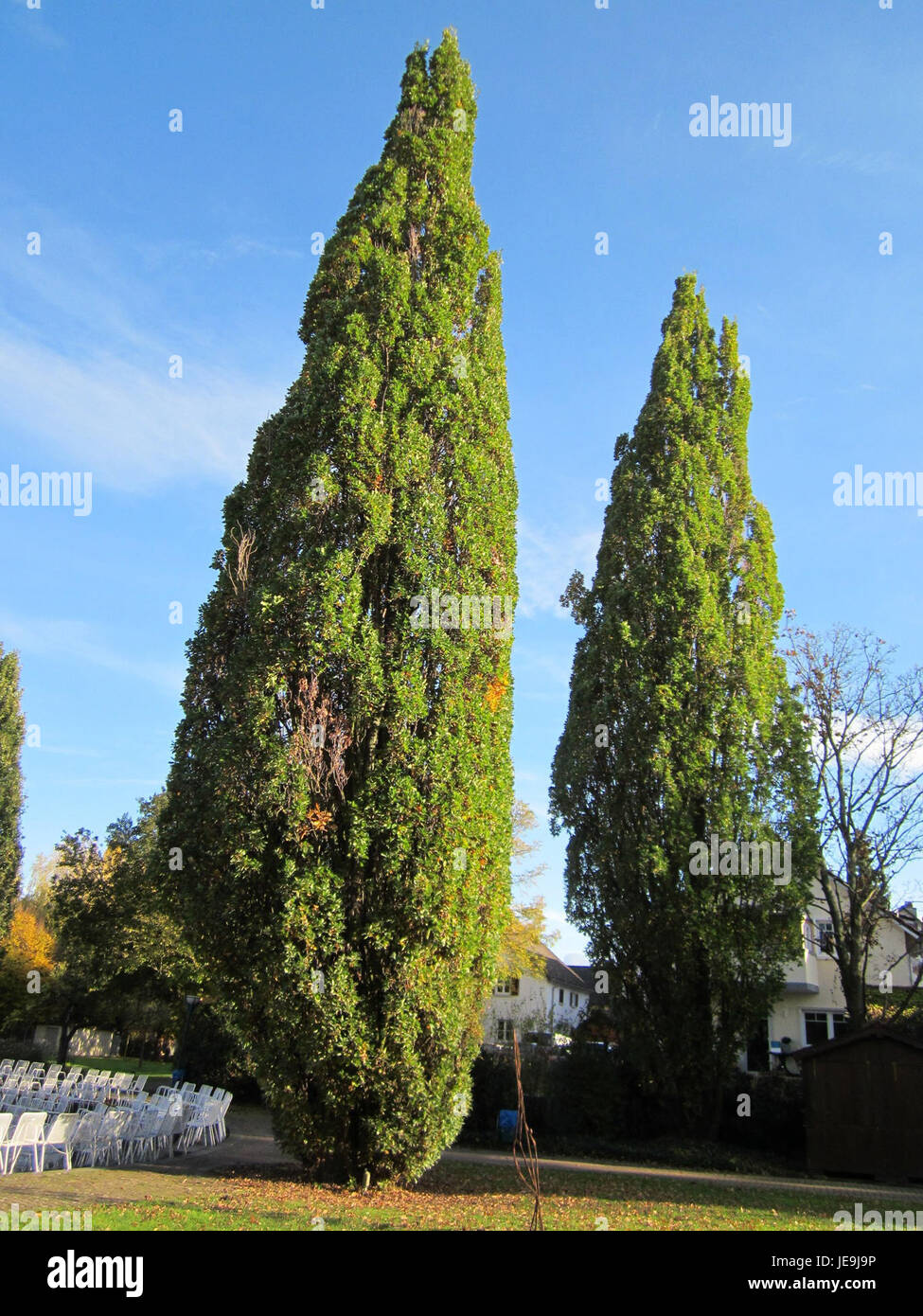 A photograph of a columnar oak tree (Säuleneiche) in Hockenheim ...