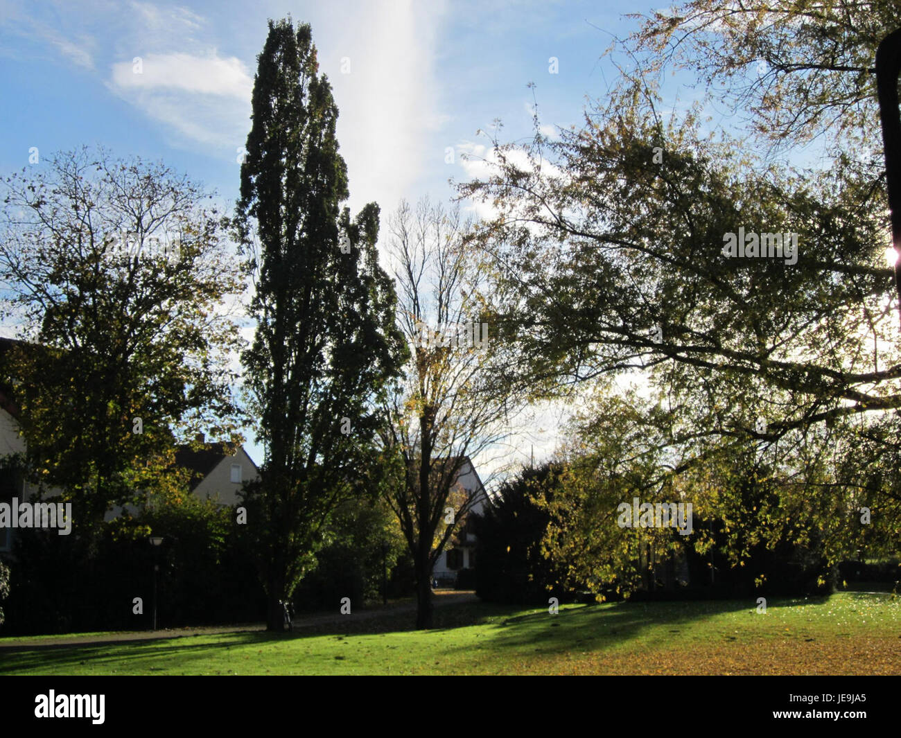 Oak tree identification hi-res stock photography and images - Alamy