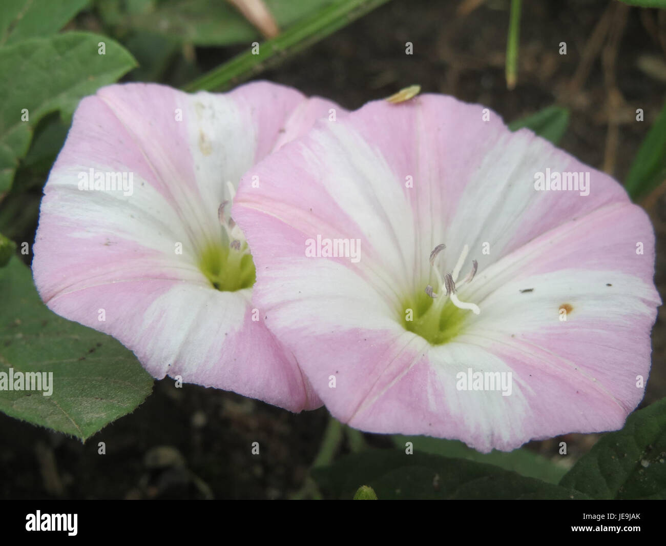 This image captures Convolvulus arvensis, known as field bindweed ...