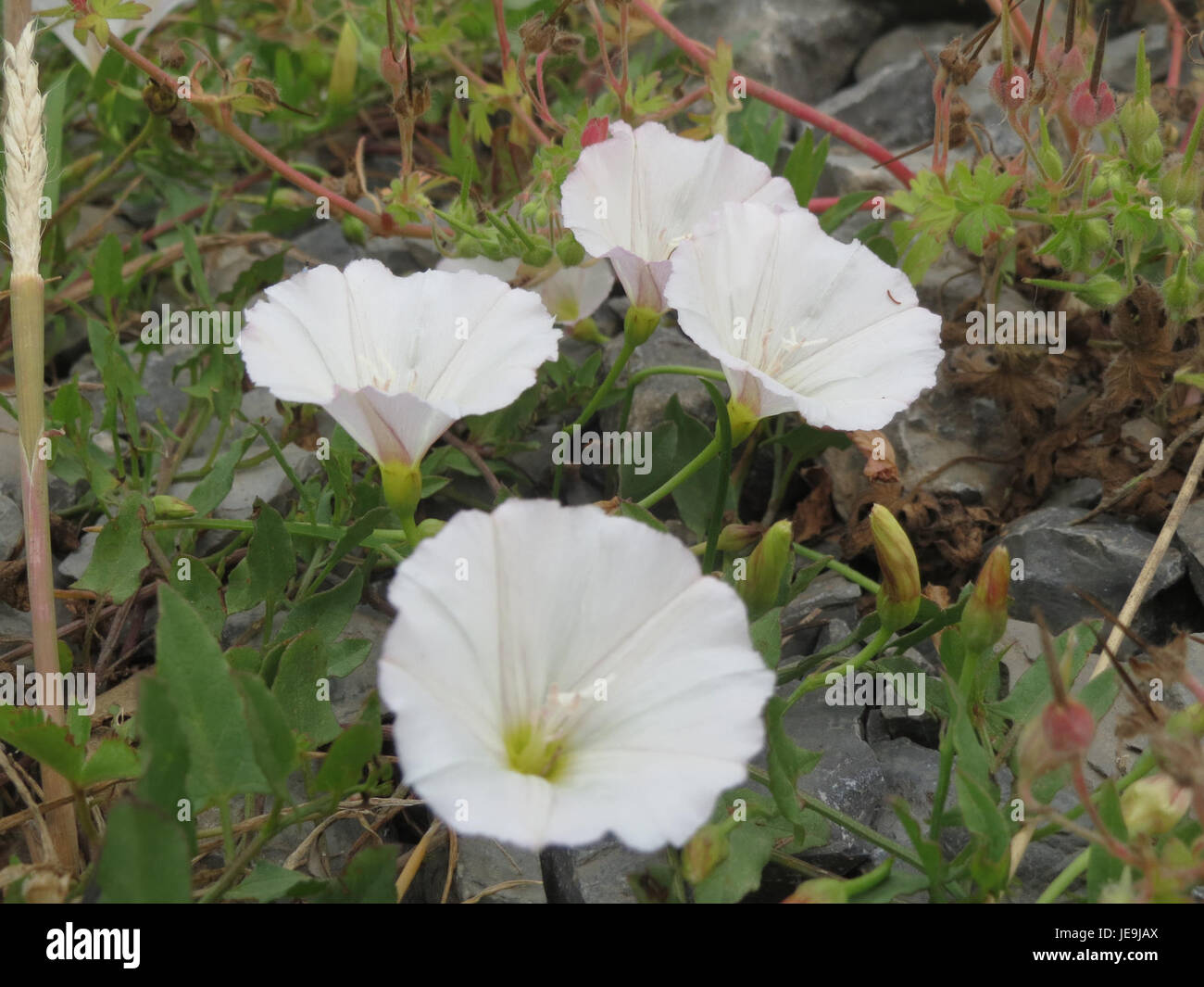 Calystegia sepium, or hedge bindweed, is a perennial plant species with ...