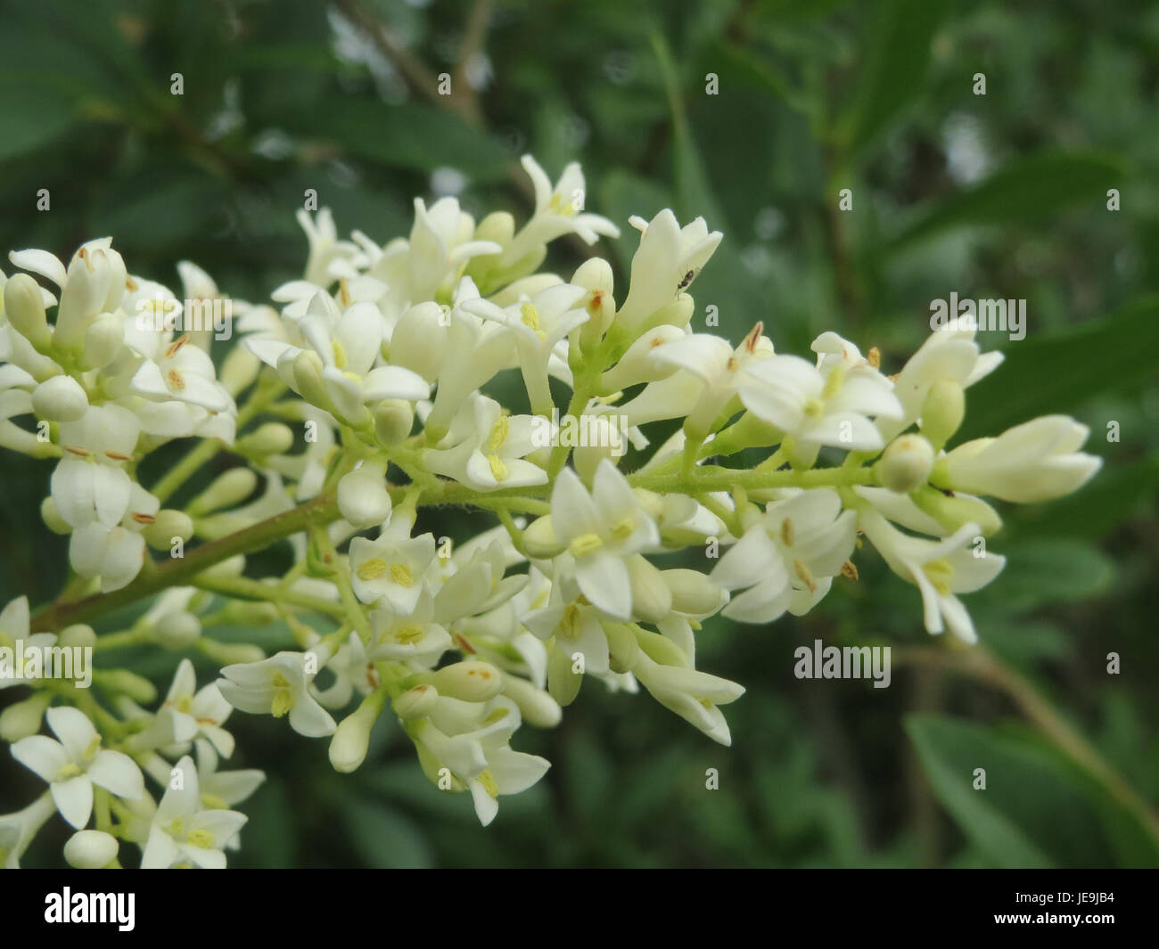 Ligustrum vulgare, commonly known as privet, is a shrub native to ...