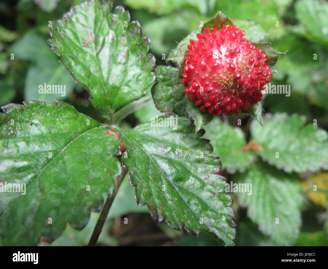 A close-up photograph of Potentilla indica, commonly known as Indian ...