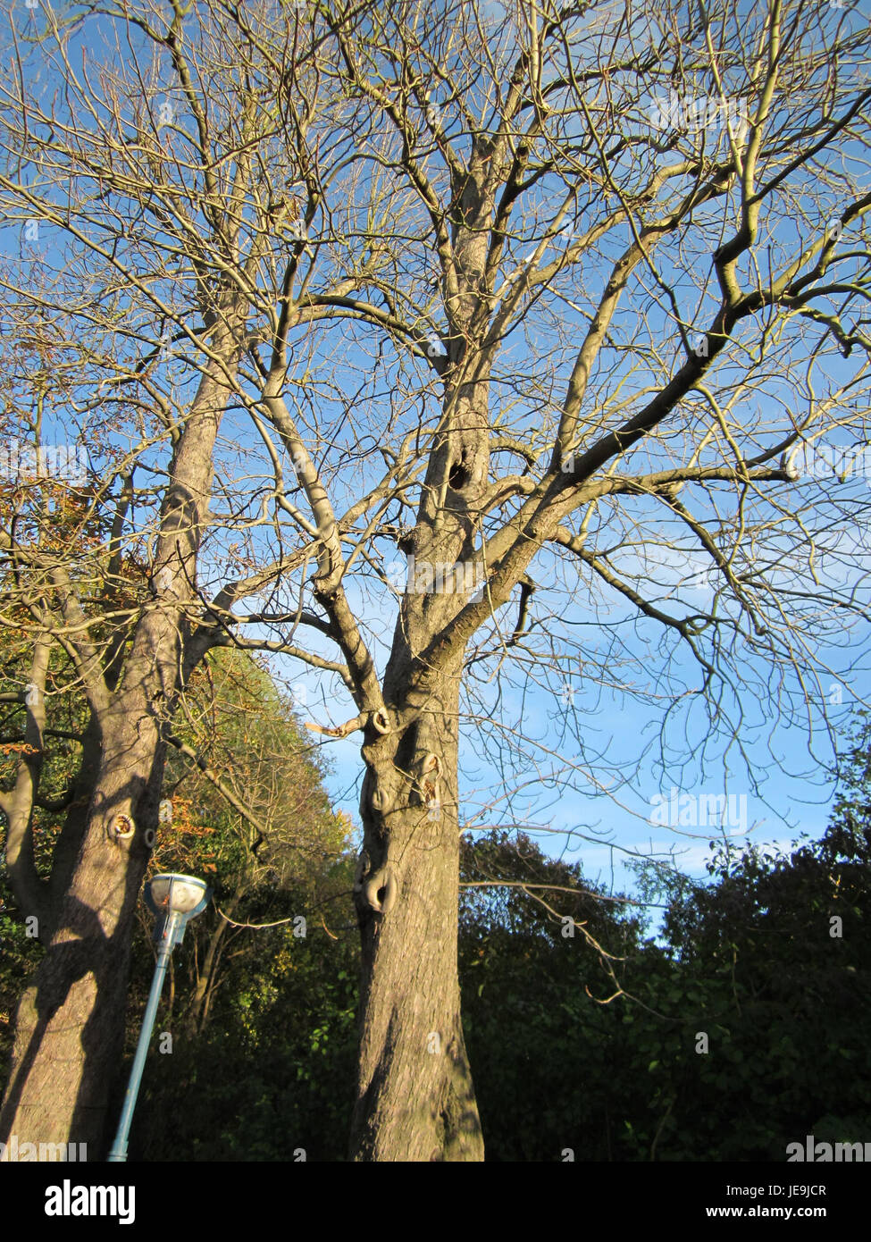 This photo captures the chestnut trees (Kastanien) along the Kraichbach ...