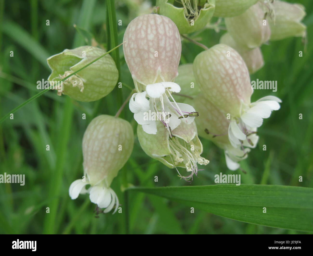 Inflated bladder campion hi-res stock photography and images - Alamy