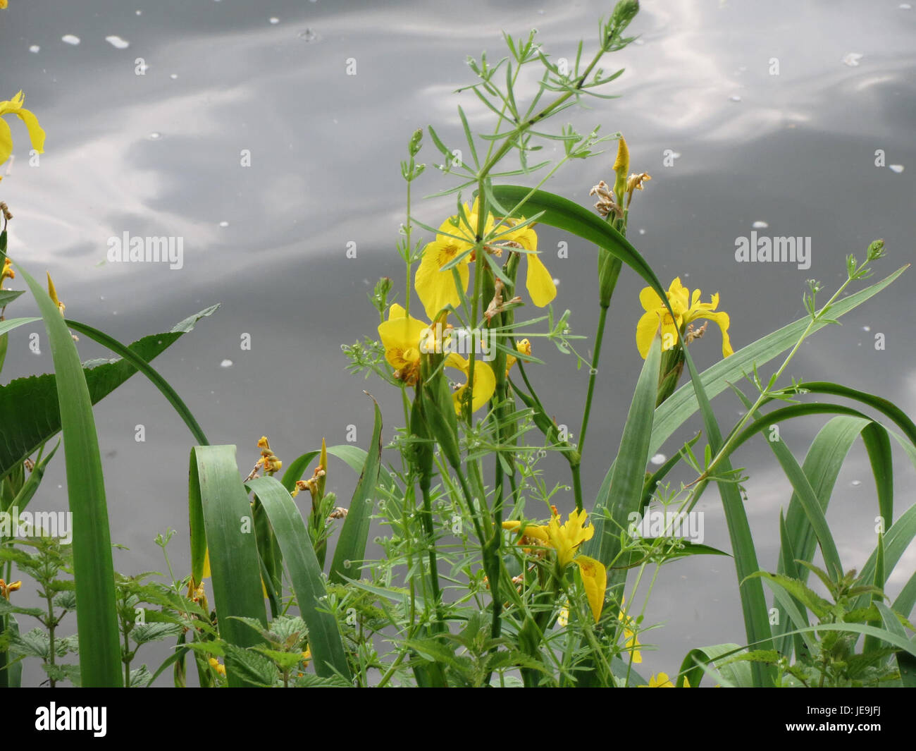 Native wetland species of iris hi-res stock photography and images - Alamy
