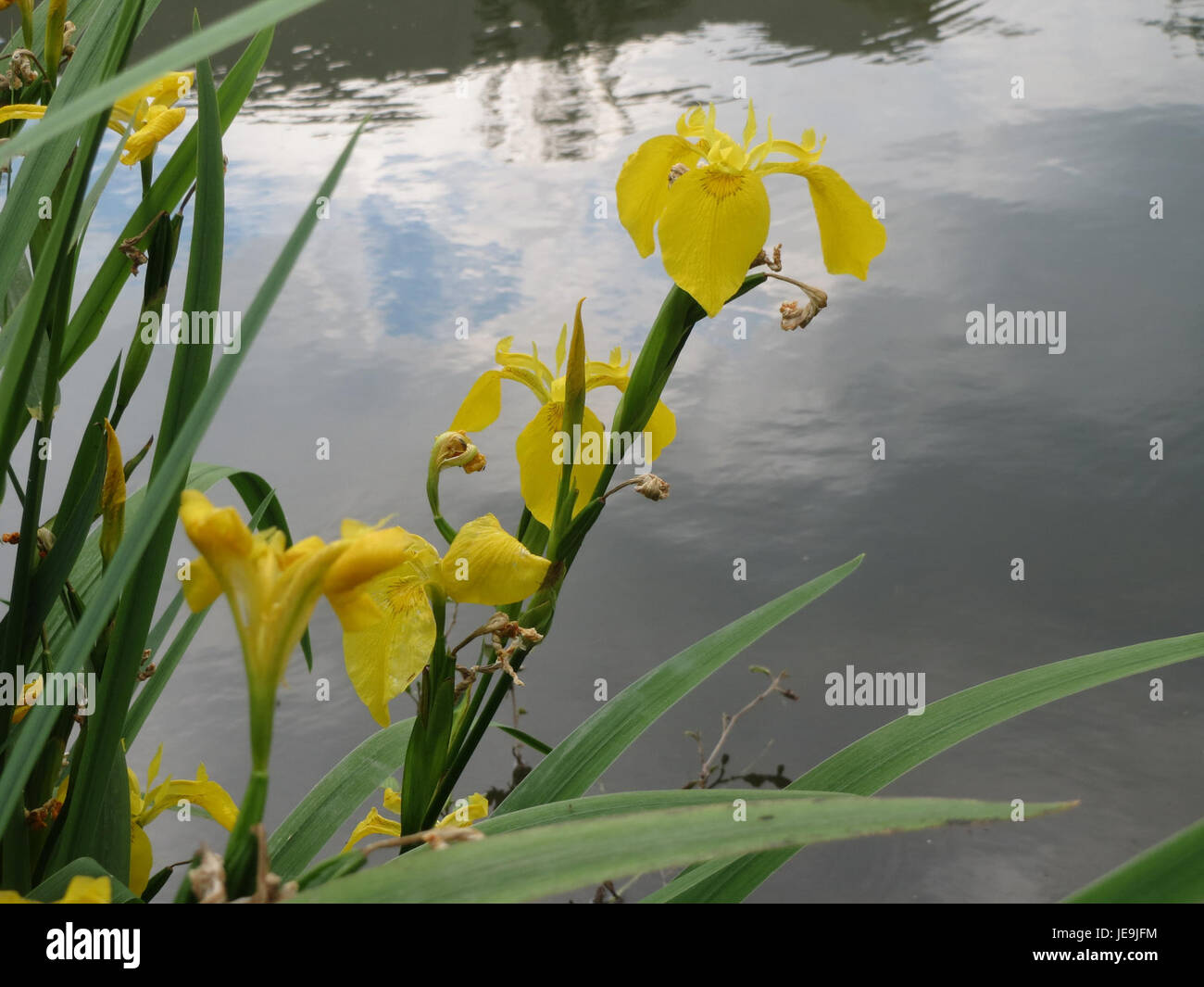 Native wetland species of iris hi-res stock photography and images - Alamy