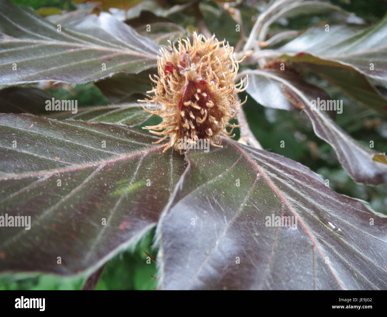 Fagus sylvatica Purpurea, or purple beech, is a variety of beech tree ...