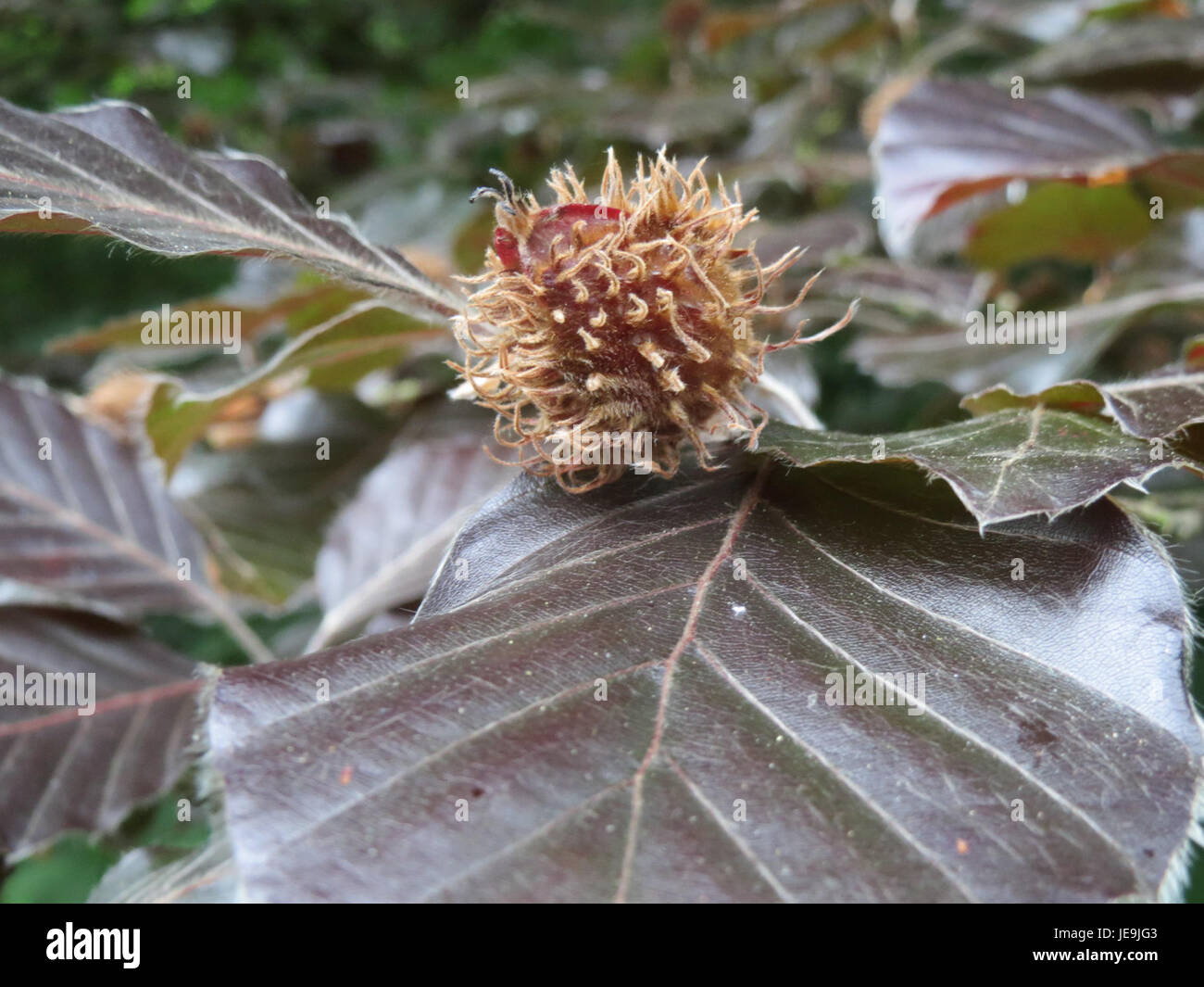 A photograph taken on June 1, 2014, showing the Fagus sylvatica ...