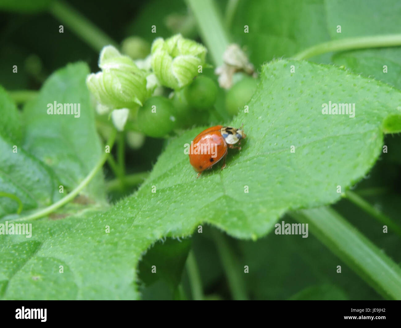 This image features Bryonia dioica, also known as white bryony, a plant ...