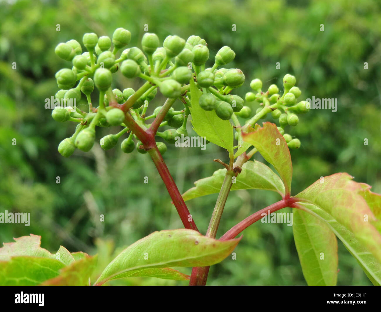 Parthenocissus quinquefolia, commonly known as Virginia creeper, is a ...