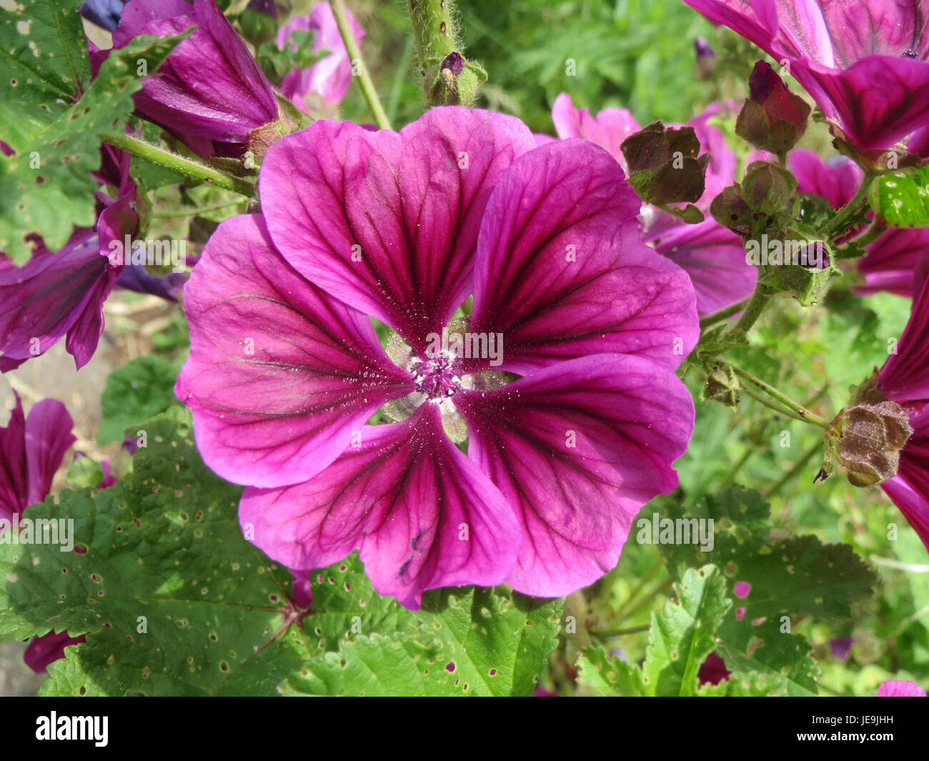 A photograph taken on June 2, 2014, showing Malva sylvestris, also ...