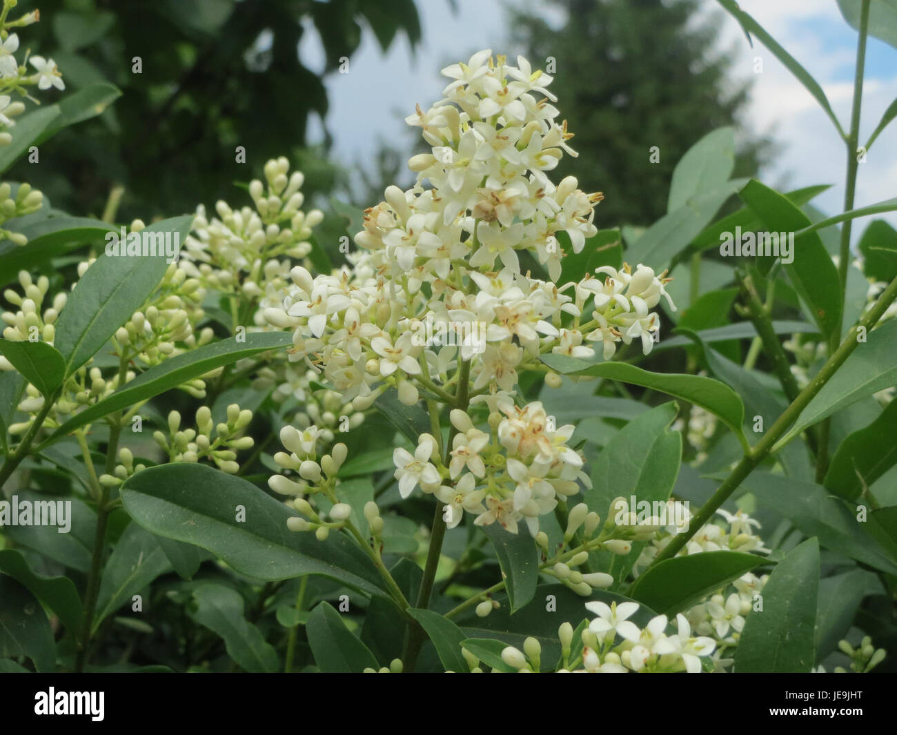 *Ligustrum vulgare*, commonly known as *common privet*, is a deciduous ...