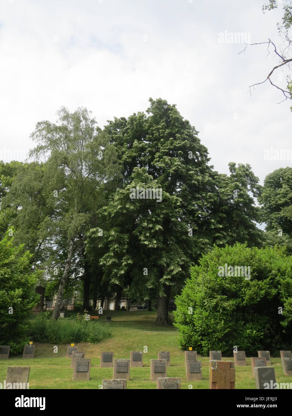 This image features a Tilia tomentosa, commonly known as silver linden ...