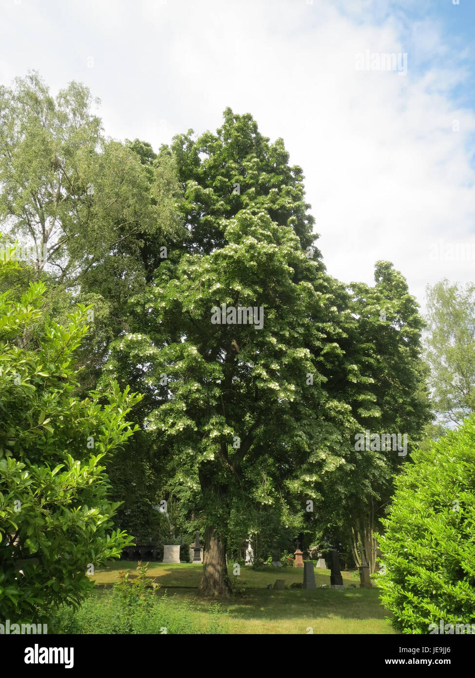 Tilia tomentosa, or silver linden, is a deciduous tree known for its ...