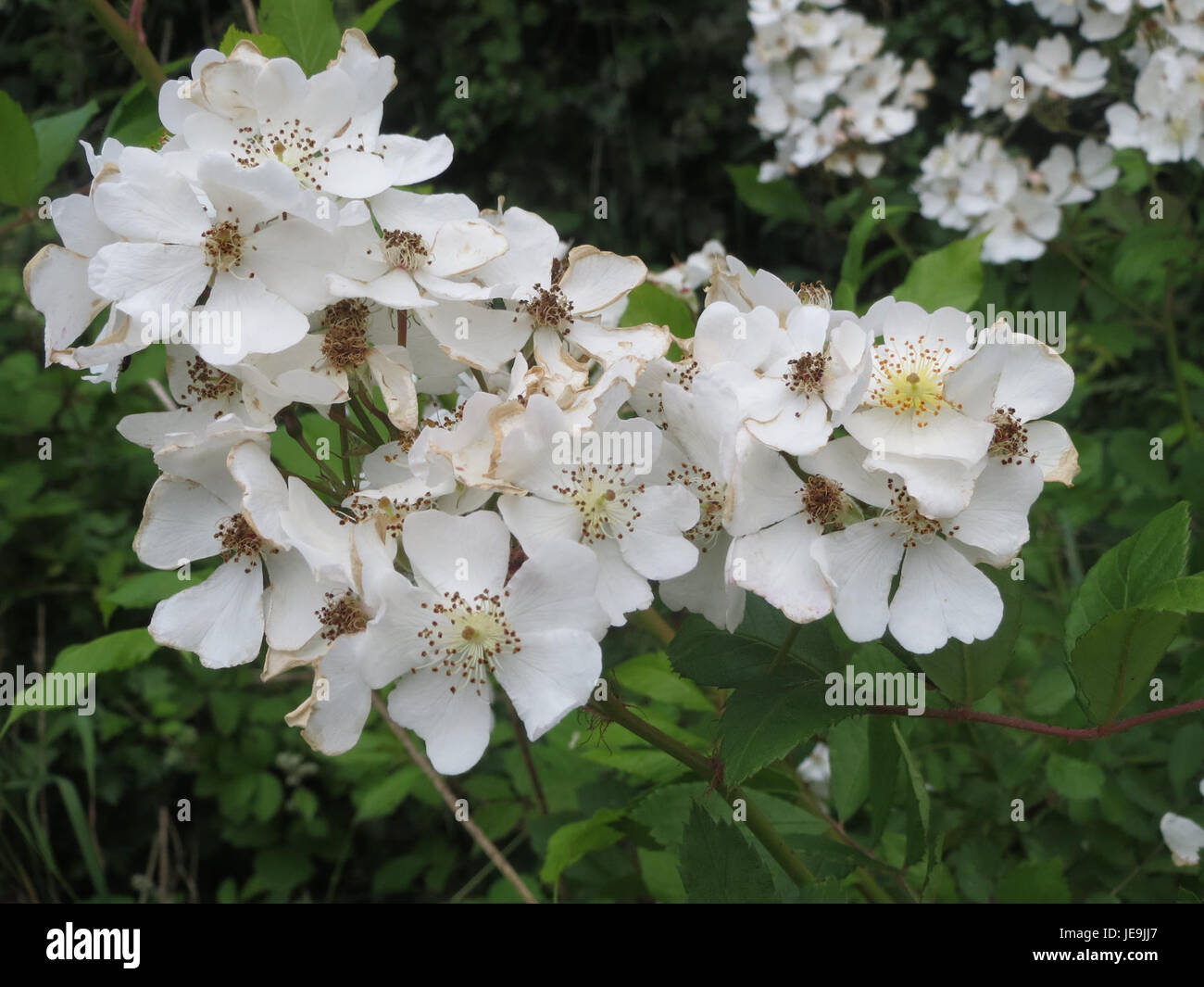 Rosa multiflora, also known as multiflora rose, is a species of ...