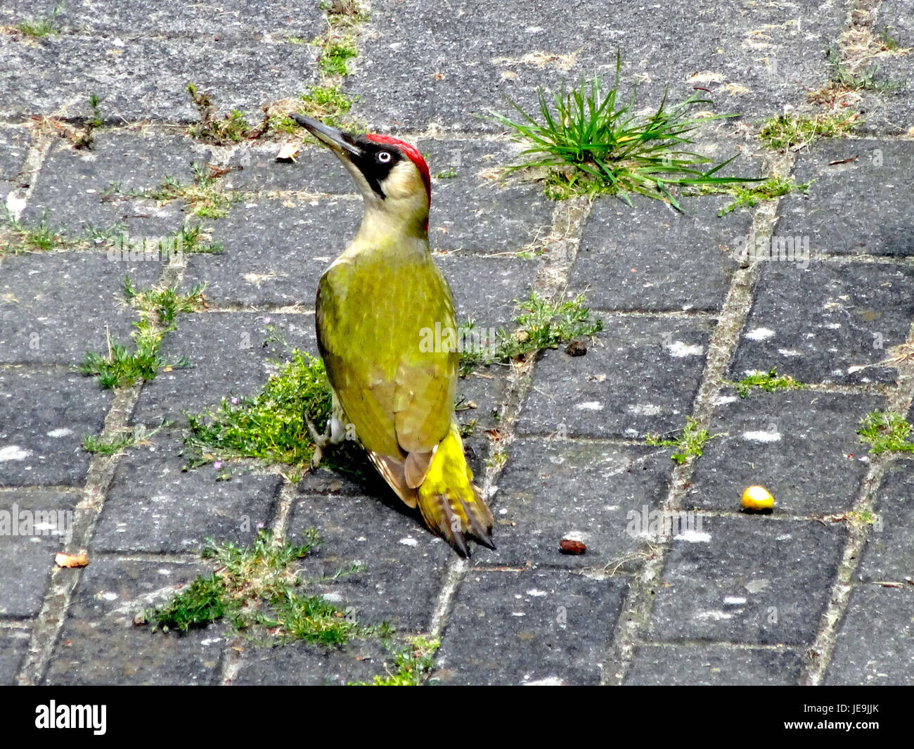 Groene Specht High Resolution Stock Photography and Images - Alamy