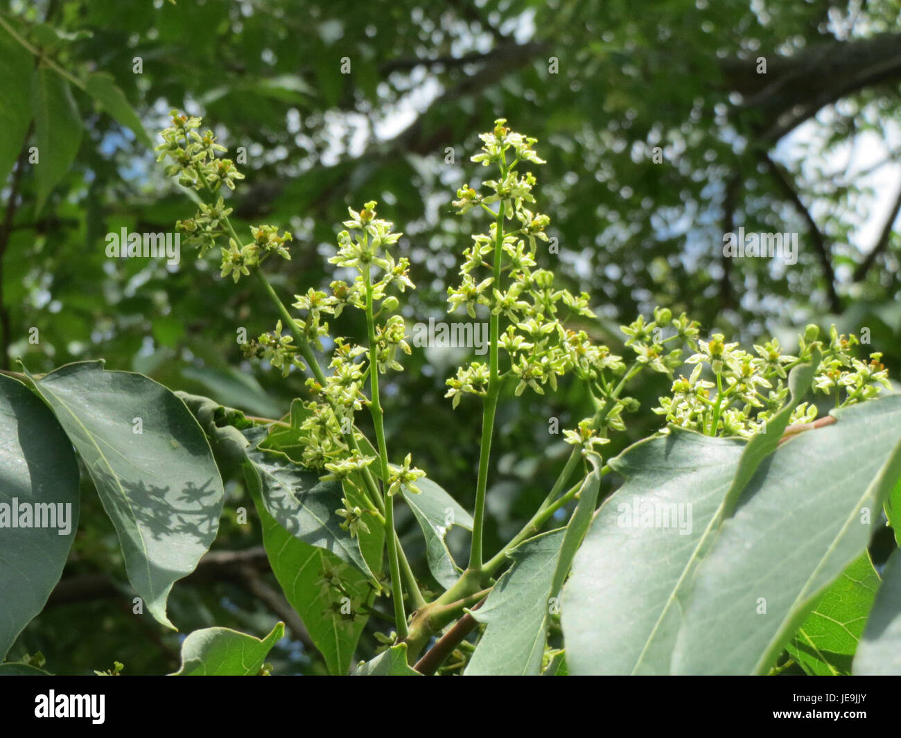 Ailanthus altissima, also known as the tree of heaven, is a fast ...