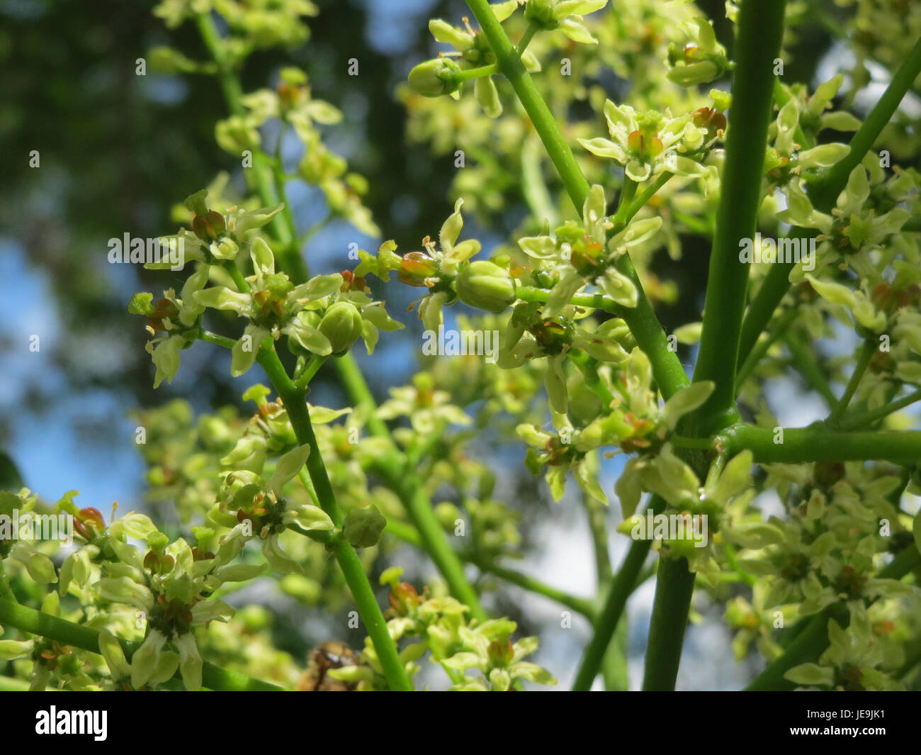Ailanthus tree known heaven hi-res stock photography and images - Alamy