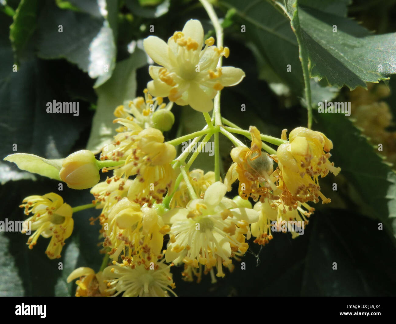 Lime tree identification hi-res stock photography and images - Alamy