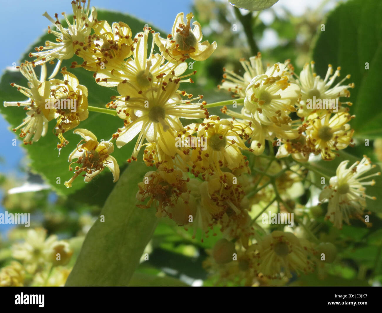 Tilia cordata, commonly known as the small-leaved lime or linden tree ...