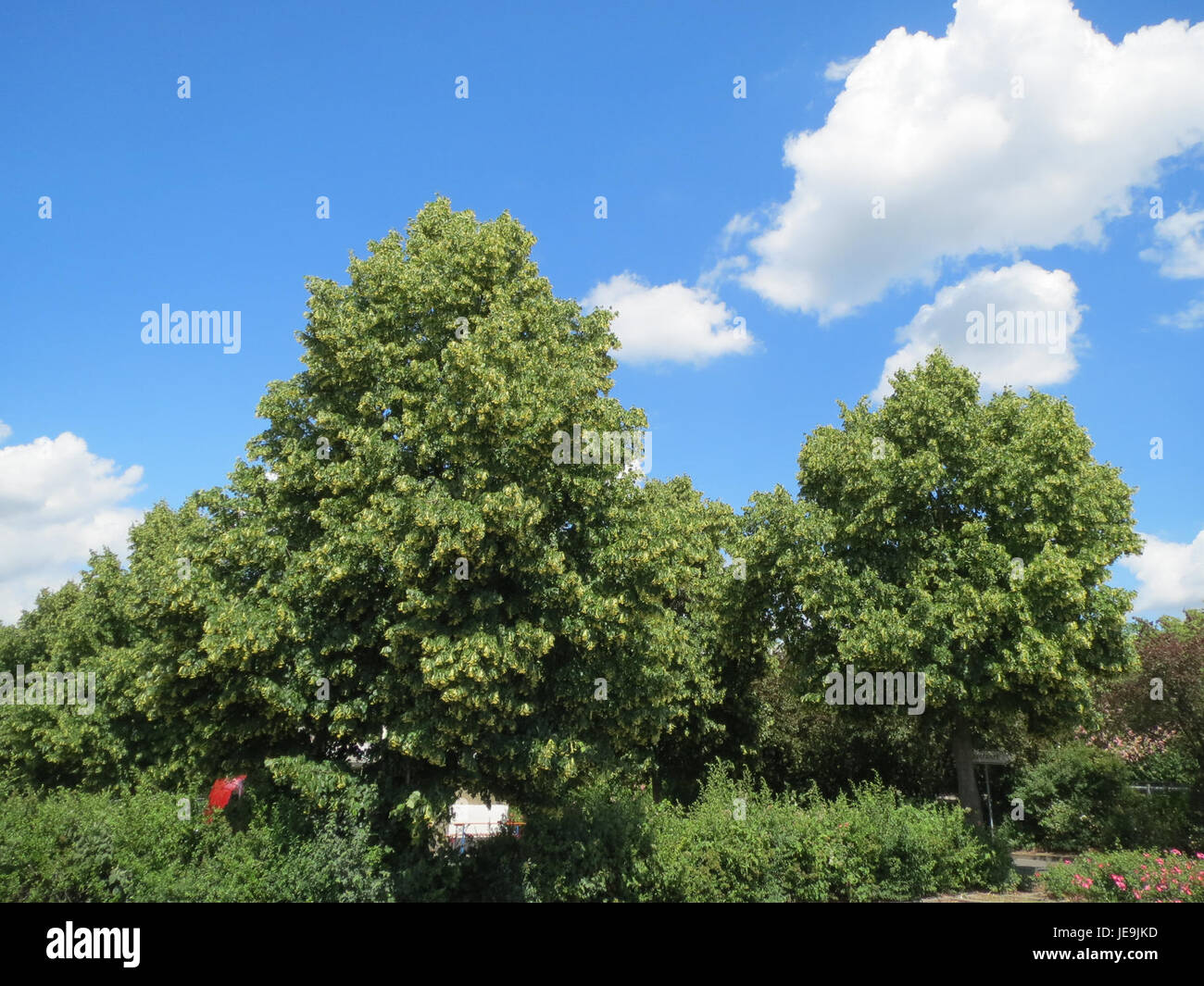 Linden tilia cordata leaves hi-res stock photography and images - Alamy