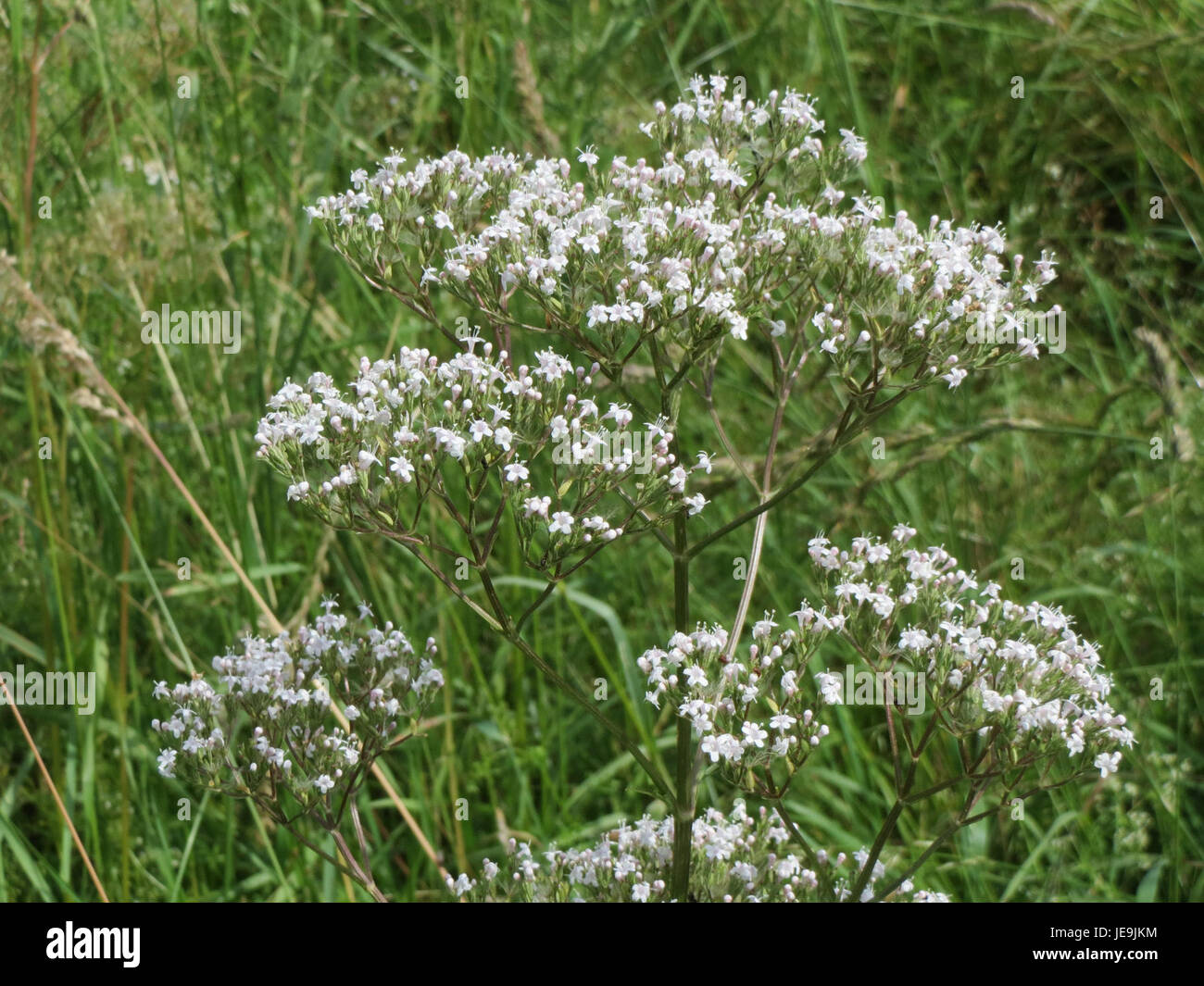 Valeriana officinalis, commonly known as valerian, is a plant used for ...